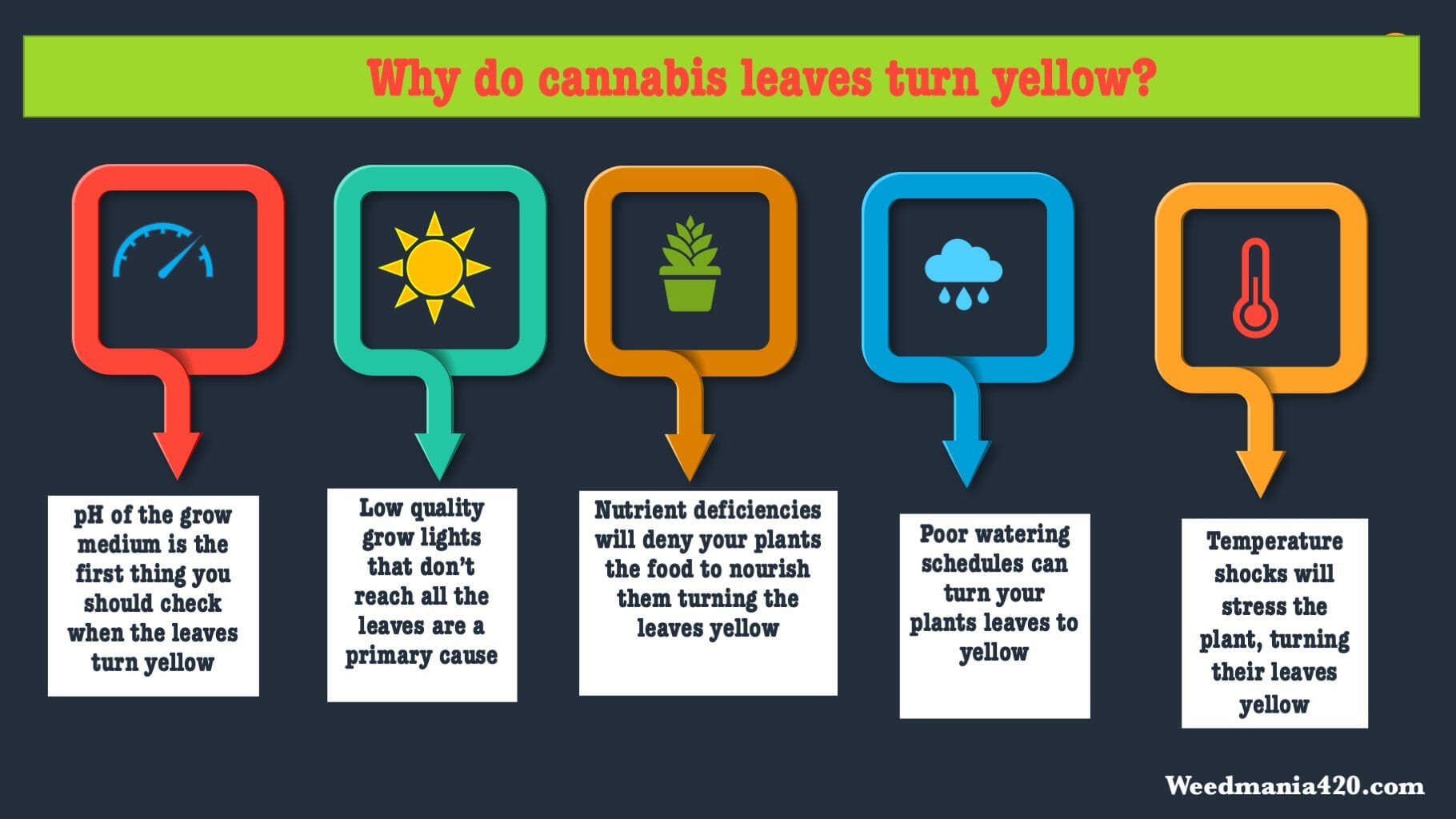 Cannabis Leaves Turning Yellow; Diagnosis, Causes, and Treatments ...