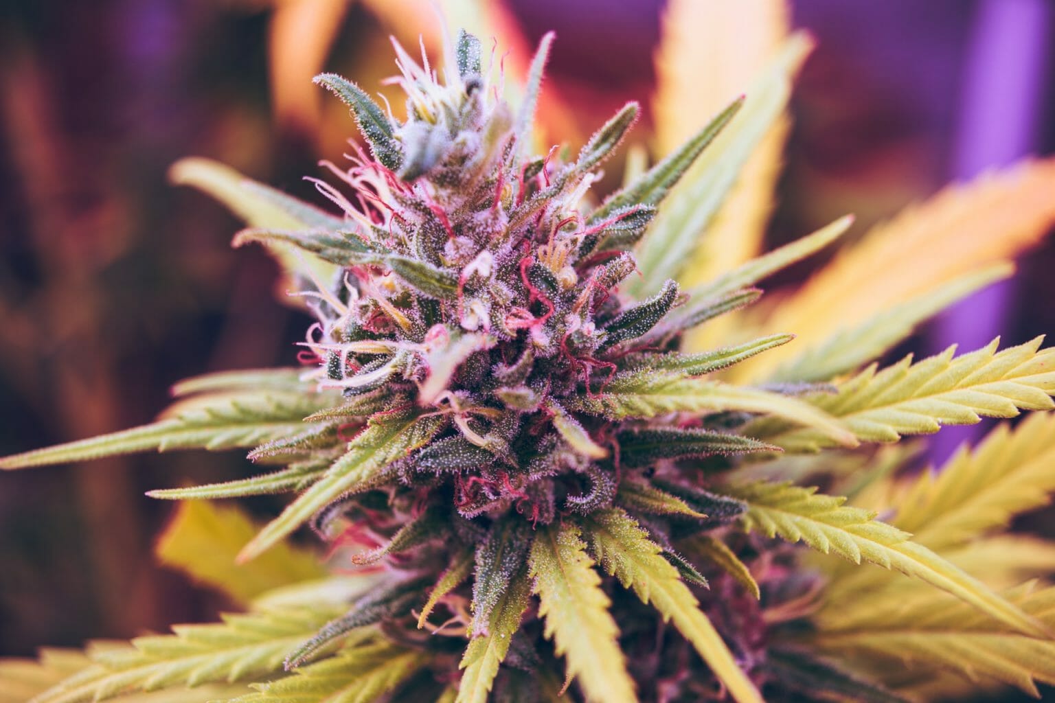 Cannabis Leaves Turning Yellow; Diagnosis, Causes, and Treatments ...