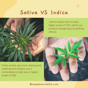 Sativa vs Indica: Know The Difference Between Cannabis Strains ...