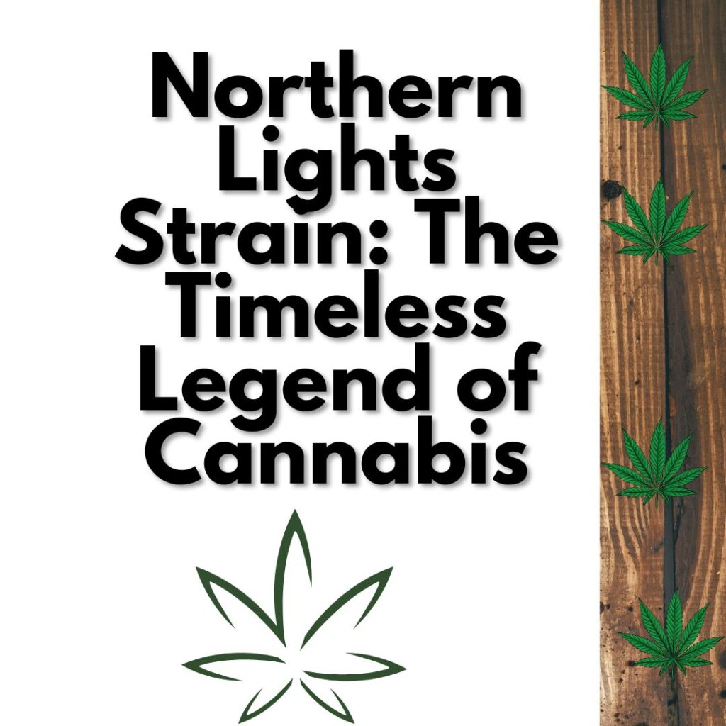 Northern Lights Strain: The Timeless Legend of Cannabis - WeedMania420